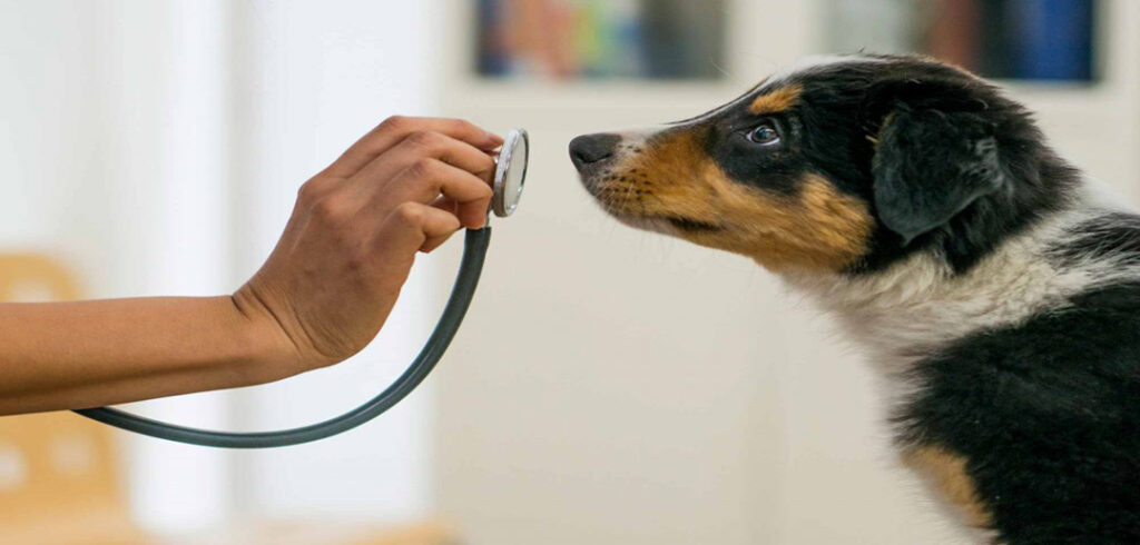 Learning from prostate cancer: detecting dogs to improve diagnostic tests
