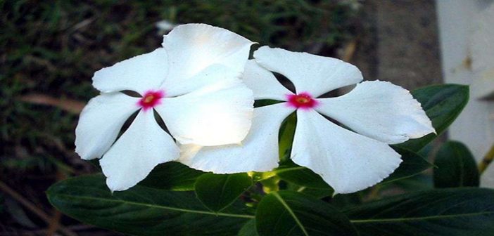 Vinblastine pathways uncovered in Madagascar periwinkle