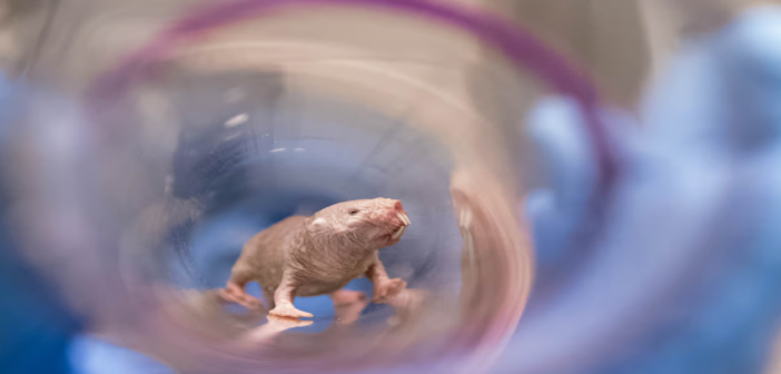 First genetically engineered cancer model in naked mole rats developed