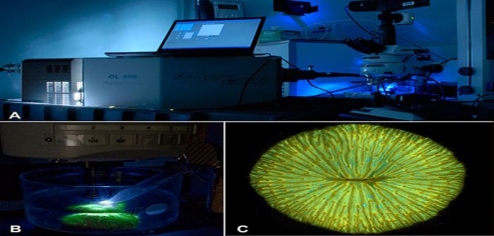 Scientists advance better imaging tool to study disease