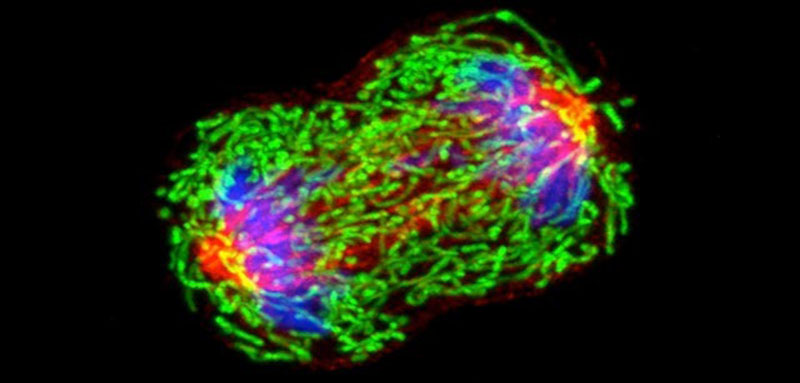 Visualising the mechanics of hormone-driven gene activation: Insights ...